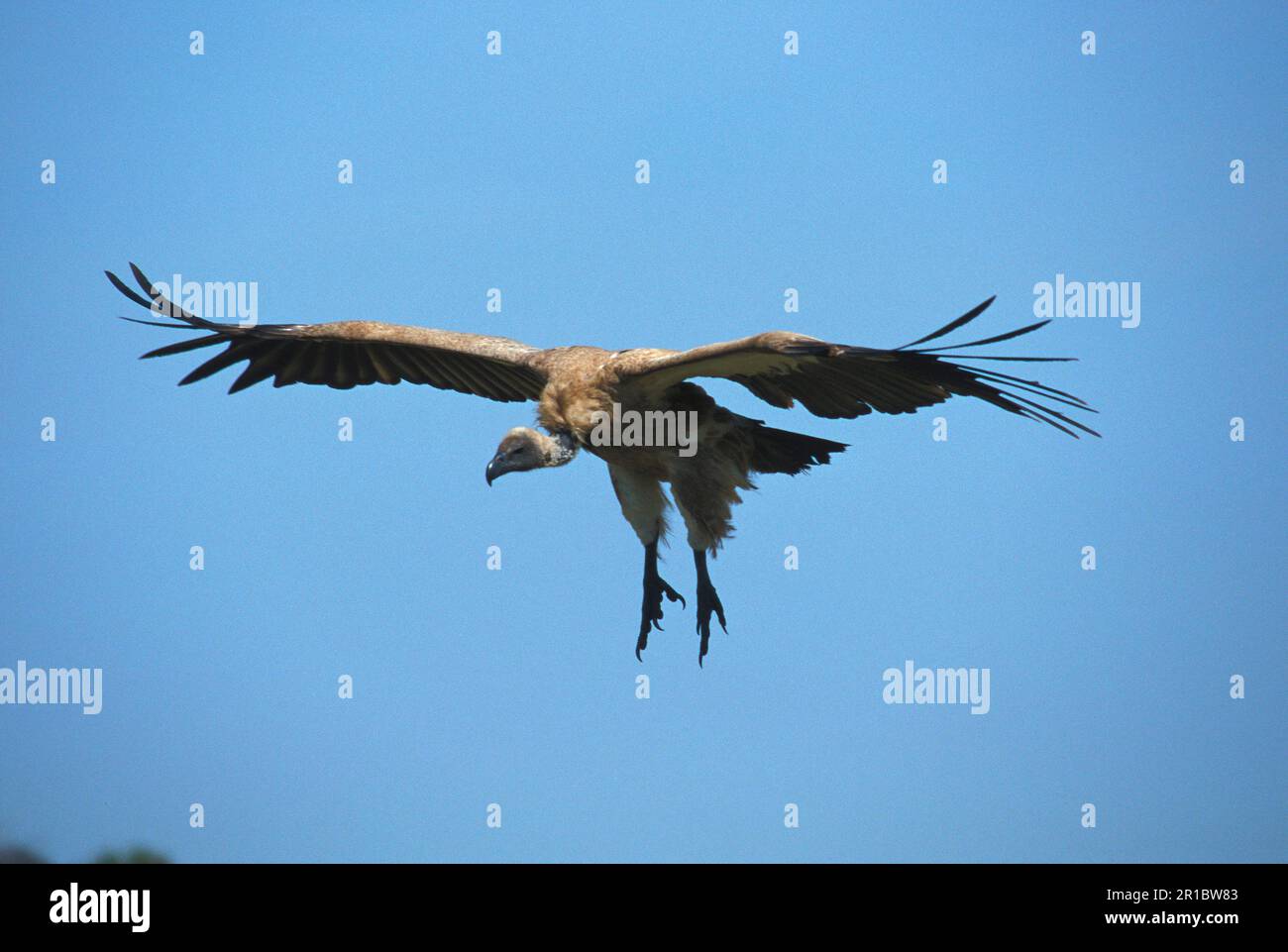 White-backed vulture (Gyps africanus), Vultures, Birds of Prey, Animals ...