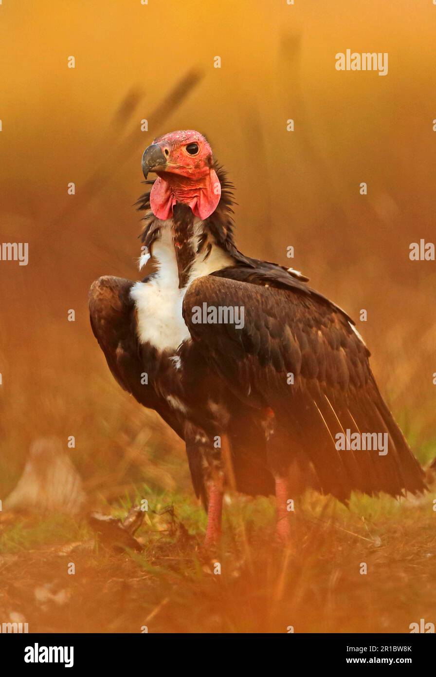 Red Headed Vulture