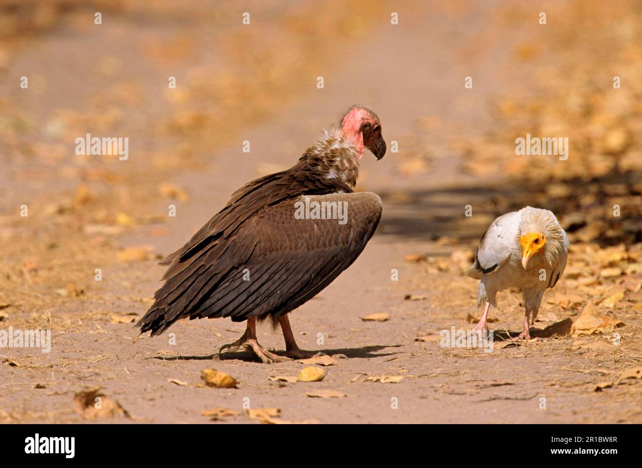 Indian vulture hi-res stock photography and images - Alamy