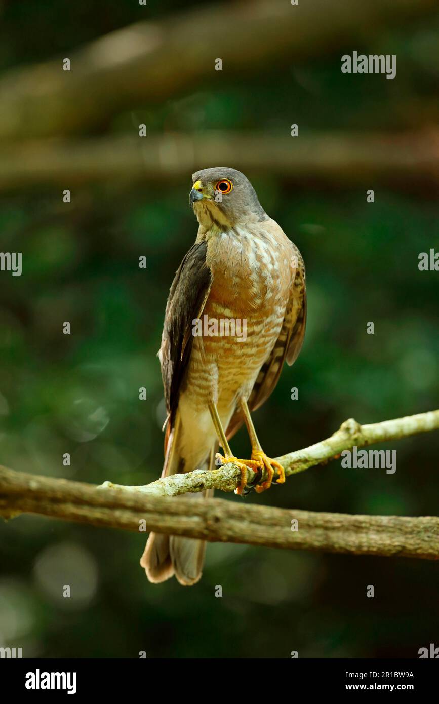 Besra (Accipiter virgatus nisoides) adult, sitting on a branch, near ...