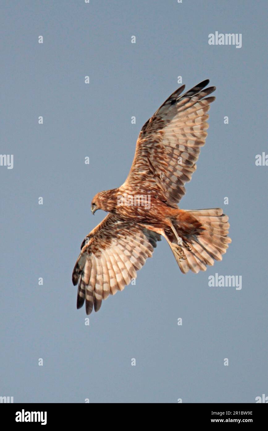 Mangrove Harrier, eastern marsh harrier (Circus spilonotus), Harrier ...