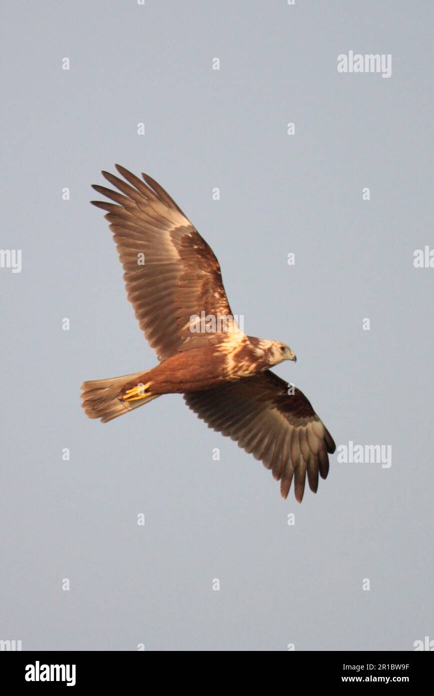 Mangrove Harrier, eastern marsh harrier (Circus spilonotus), Harrier ...