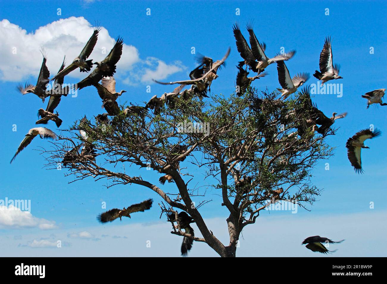 White-backed vulture (Gyps africanus) in flight, flying from tree ...