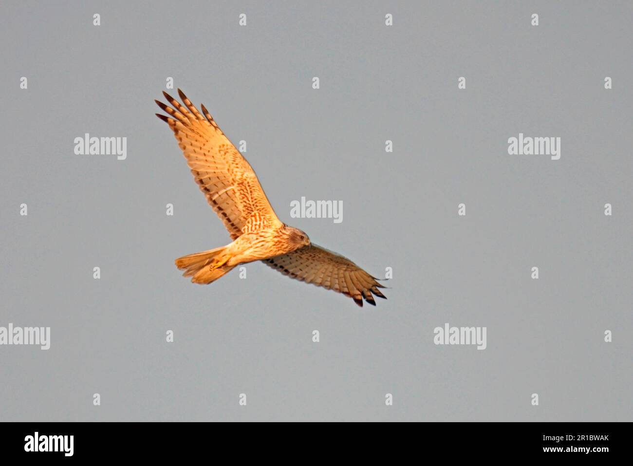 Mangrove Harrier, eastern marsh harrier (Circus spilonotus), Harrier ...