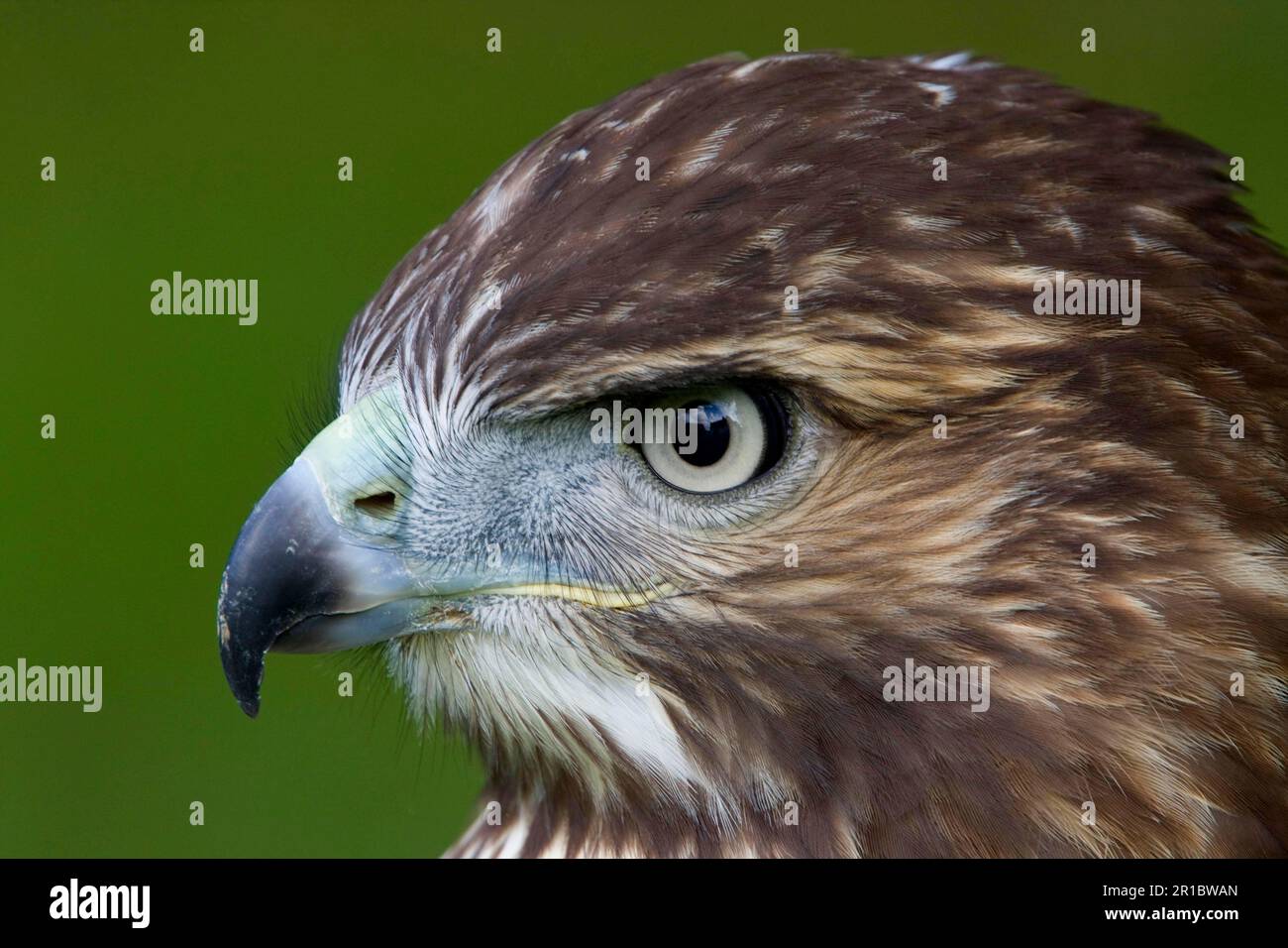 Red-tailed Hawk, Red-tailed Hawks, Buzzards, Buzzards, Birds of Prey ...