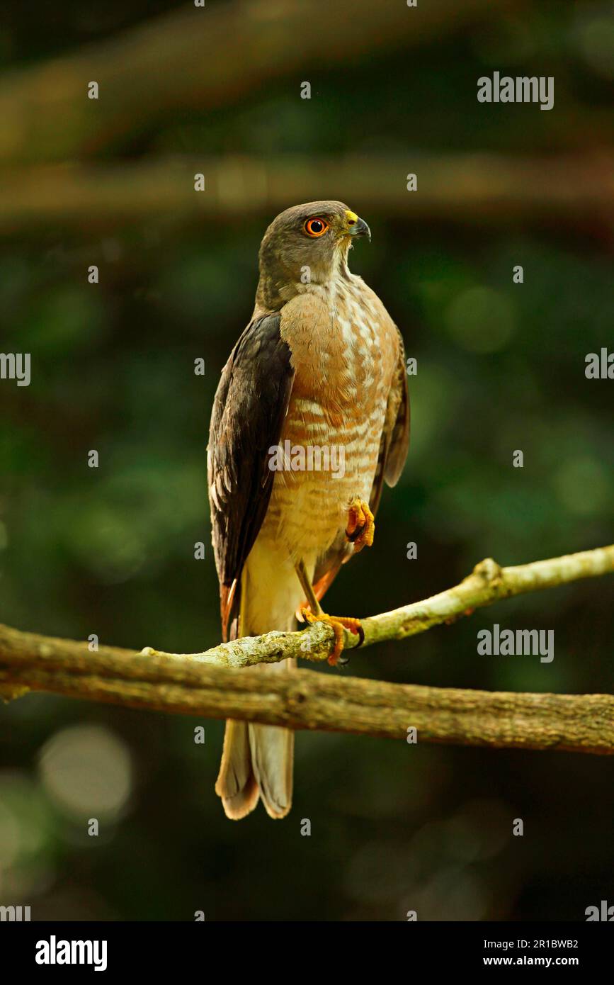 Besra (Accipiter virgatus nisoides) adult, sitting on a branch, near ...