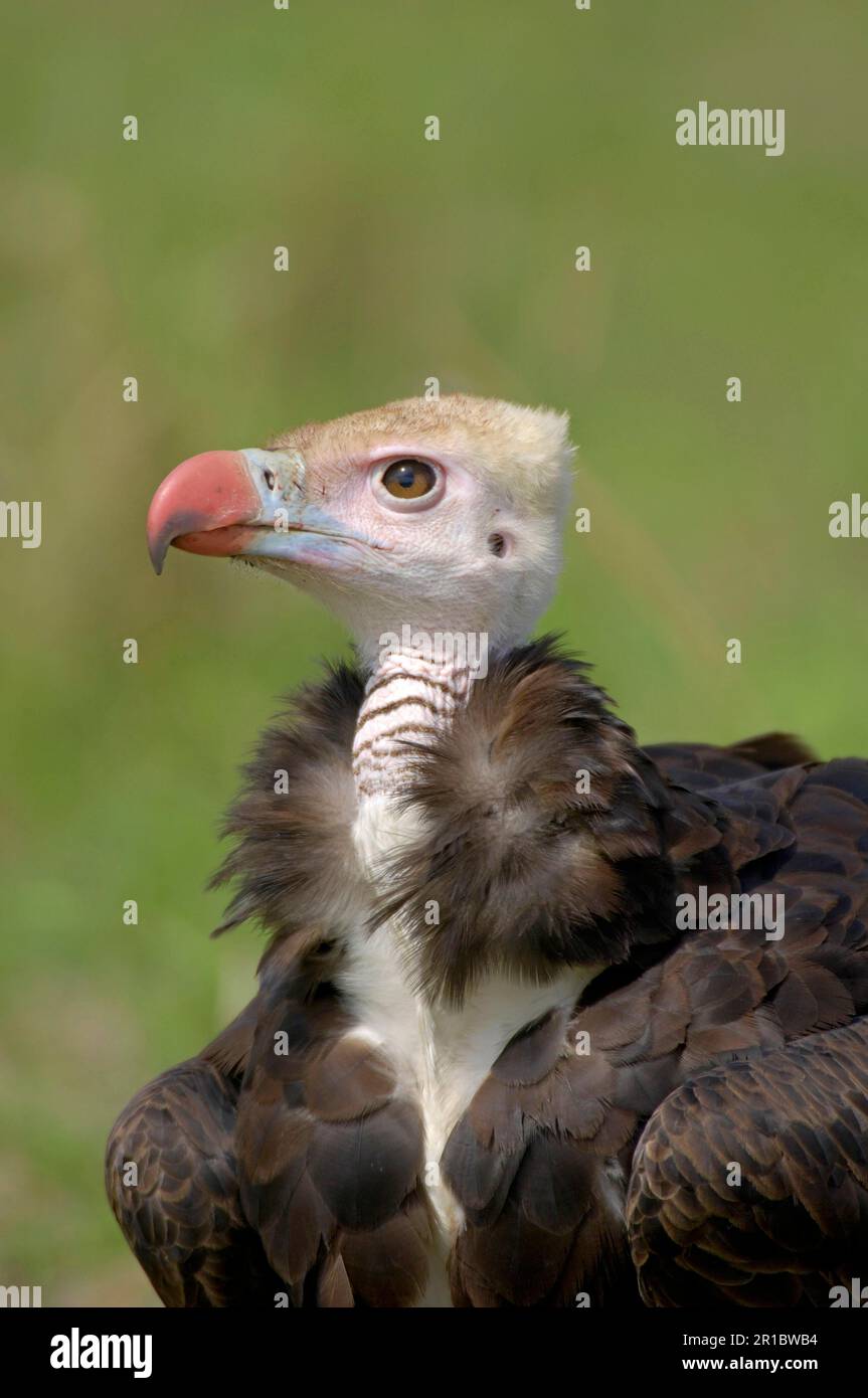 Adult white-headed vulture (Trigonoceps occipitalis), close-up of head ...