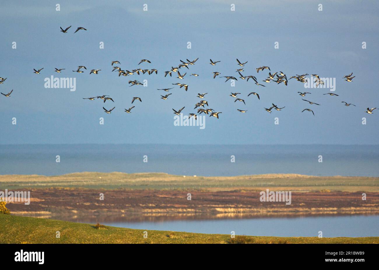Barnacle Goose (Branta leucopsis) flock, in flight, Loch Gorm, Islay ...