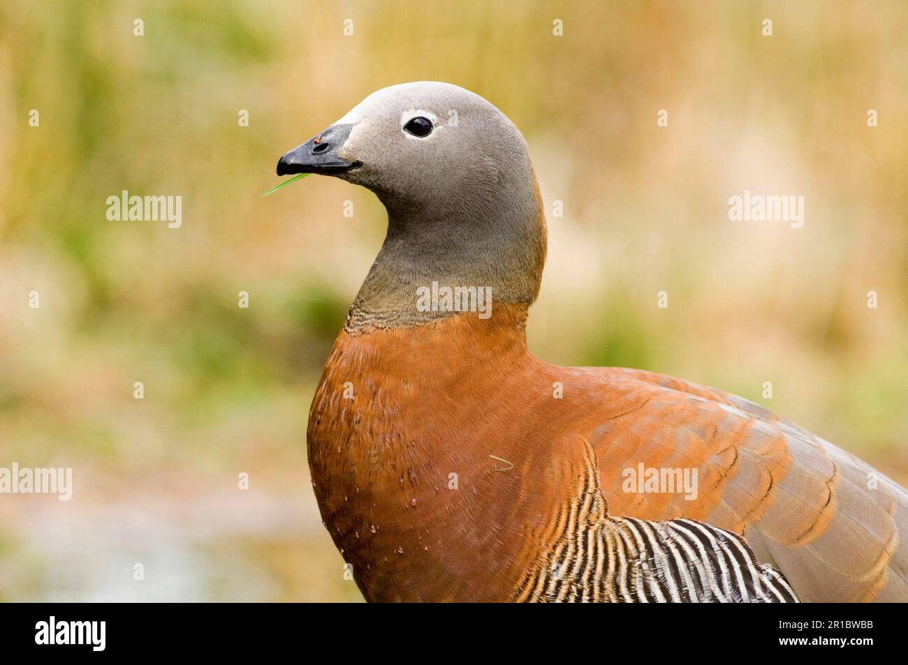 Ashy-headed Goose (Chloephaga poliocephala) adult, feeding on grass ...