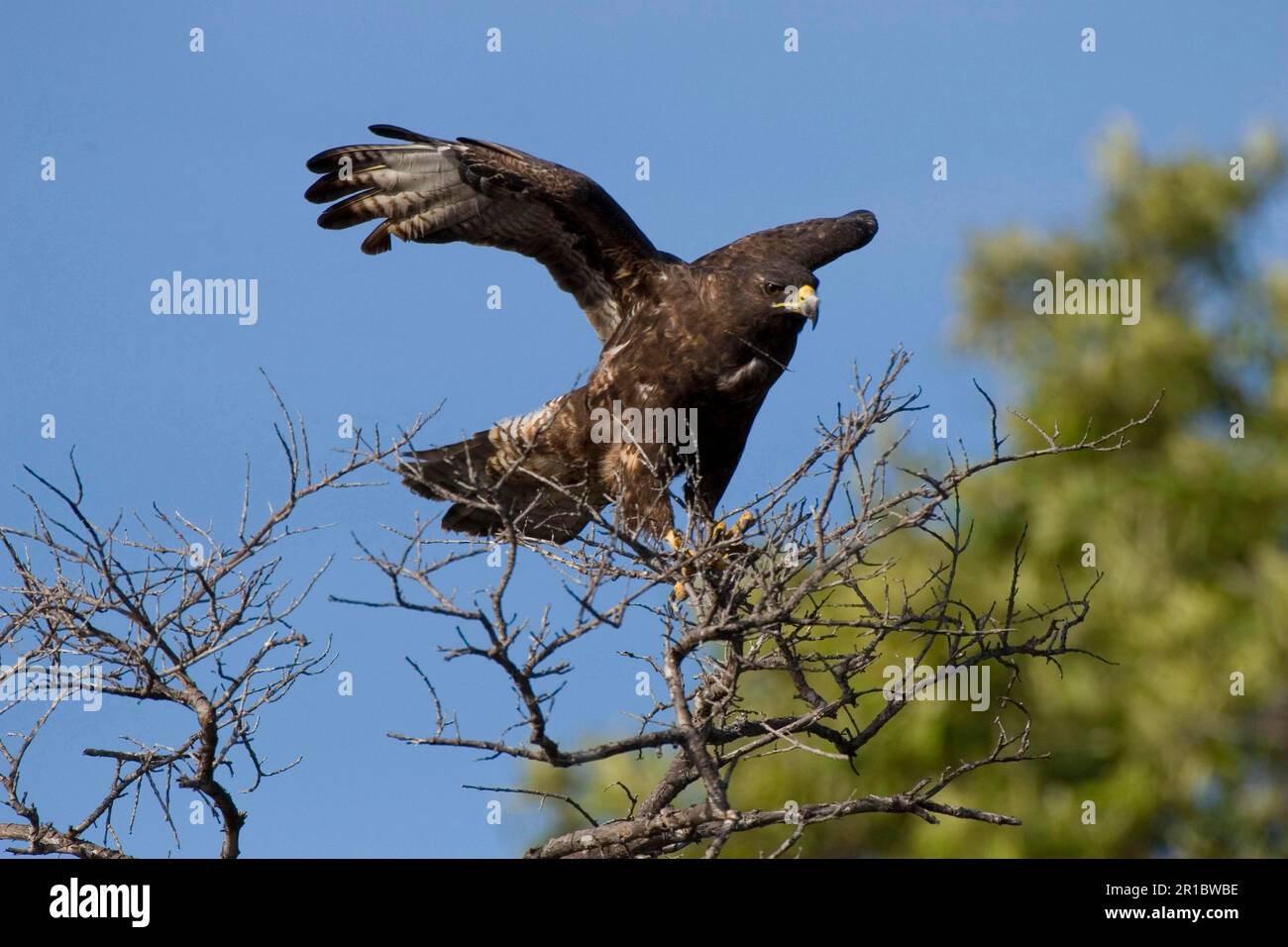 Latin american hawk hi-res stock photography and images - Alamy