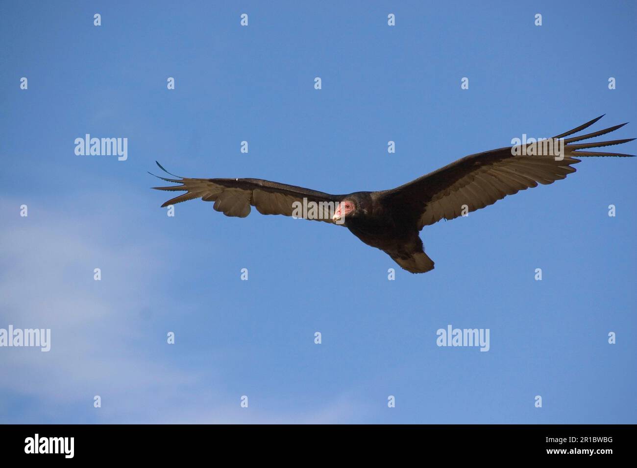 Turkey vulture (Cathartes aura), Vultures, Birds of prey, Animals ...