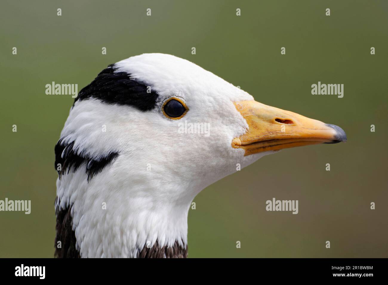 Bar-headed goose (Anser indicus) adult, close-up of the head (in ...