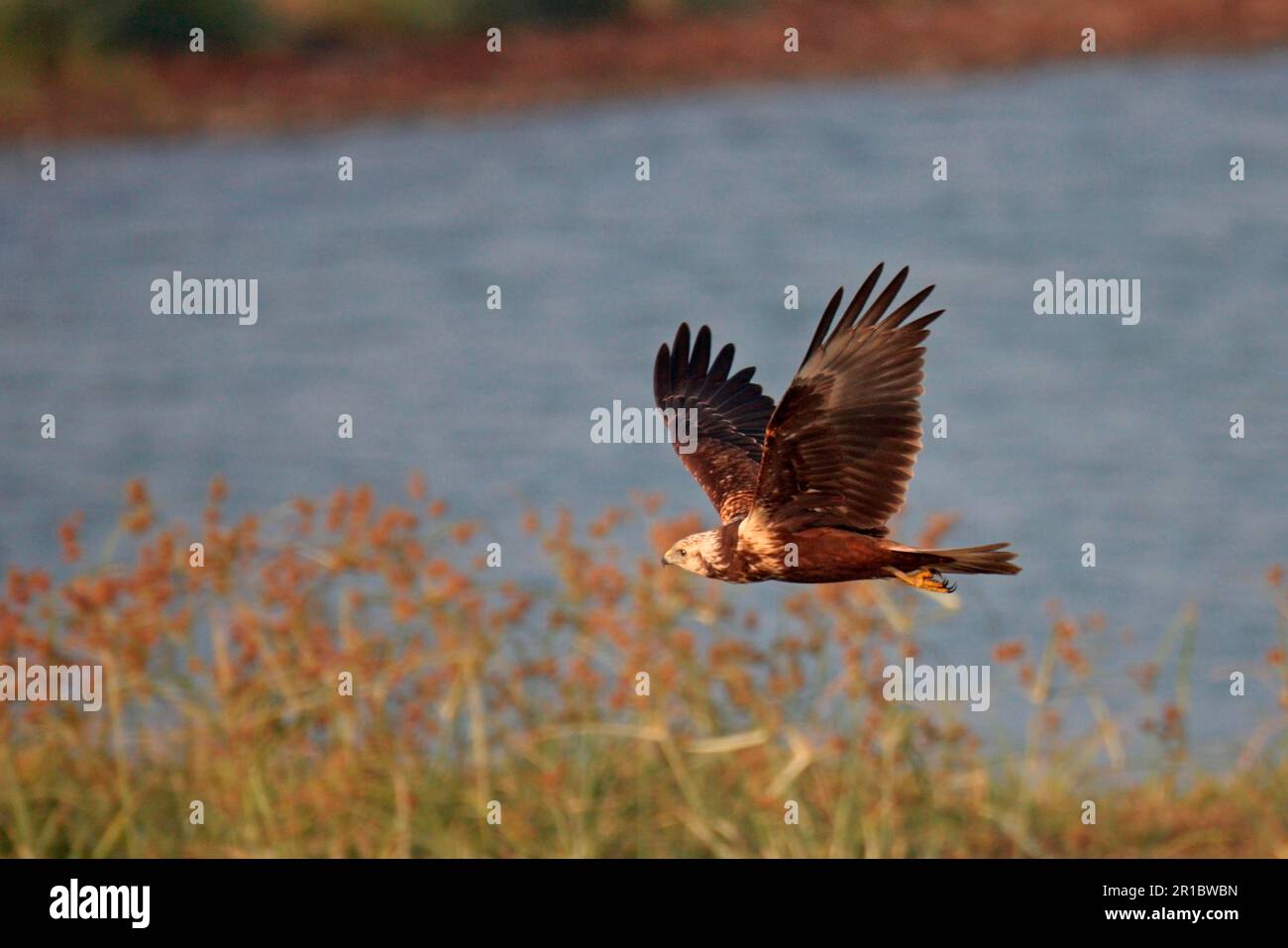 Mangrove Harrier, eastern marsh harrier (Circus spilonotus), Harrier ...