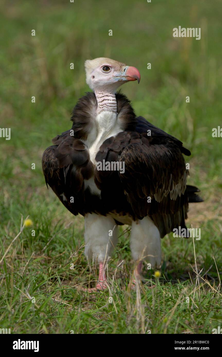 Adult white-headed vulture (Trigonoceps occipitalis) on the ground ...