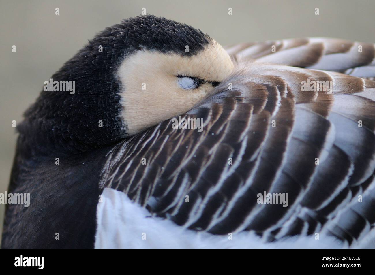 Adult barnacle goose (Branta leucopsis), close-up of head, sleeping ...