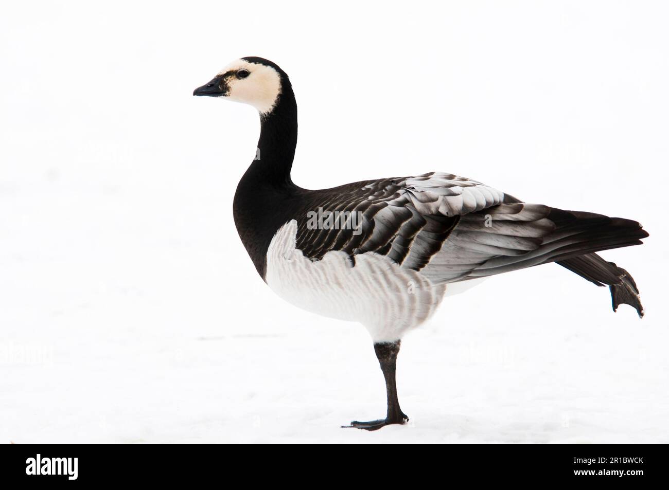 Barnacle goose (Branta leucopsis) adult, running leg over wing ...