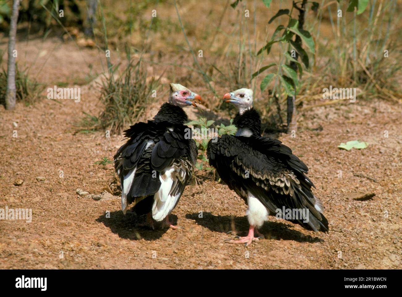 White headed Vultures (Trigonoceps occipitalis Stock Photo - Alamy