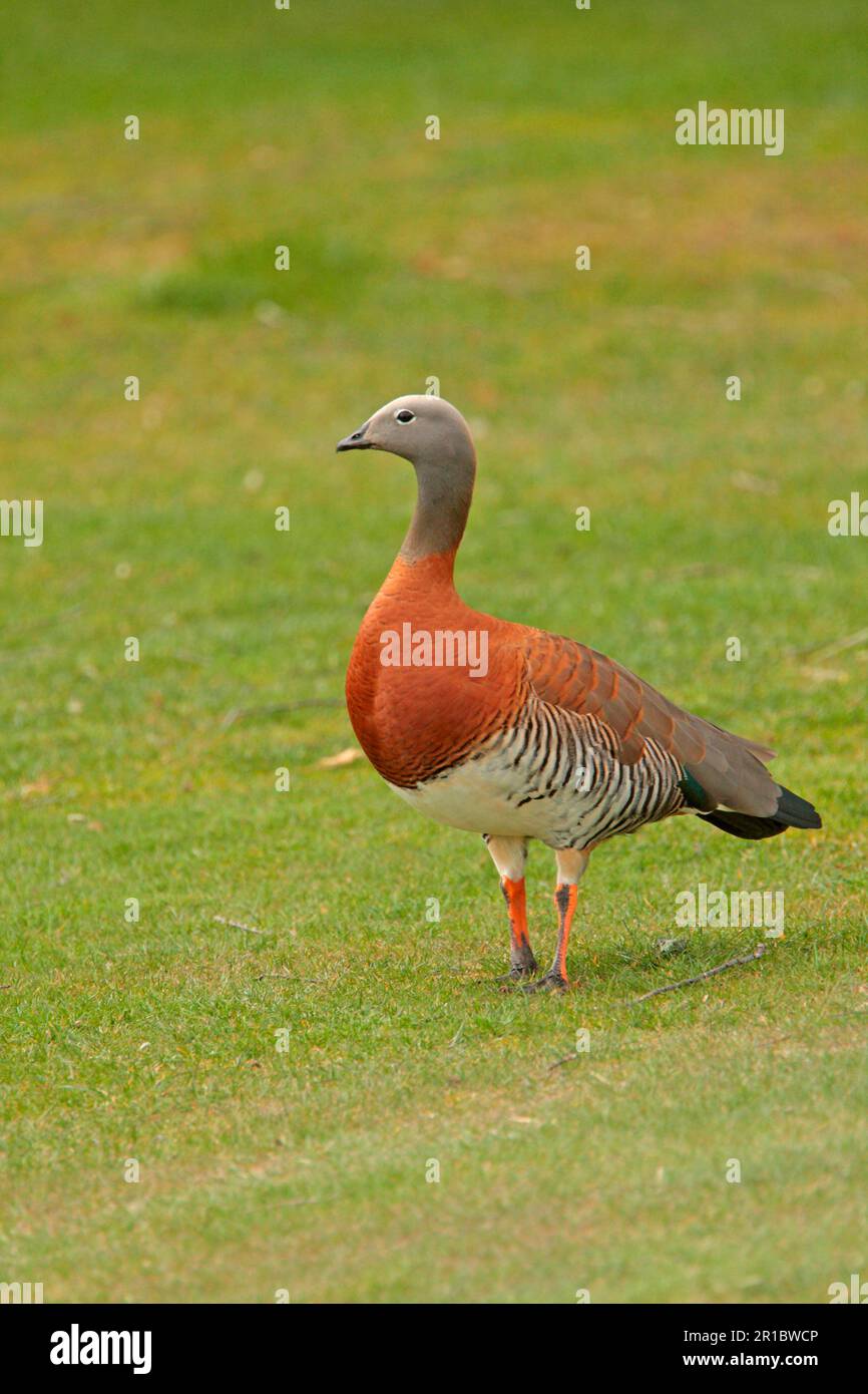 Ashy-headed Goose (Chloephaga poliocephala) adult, standing on short ...
