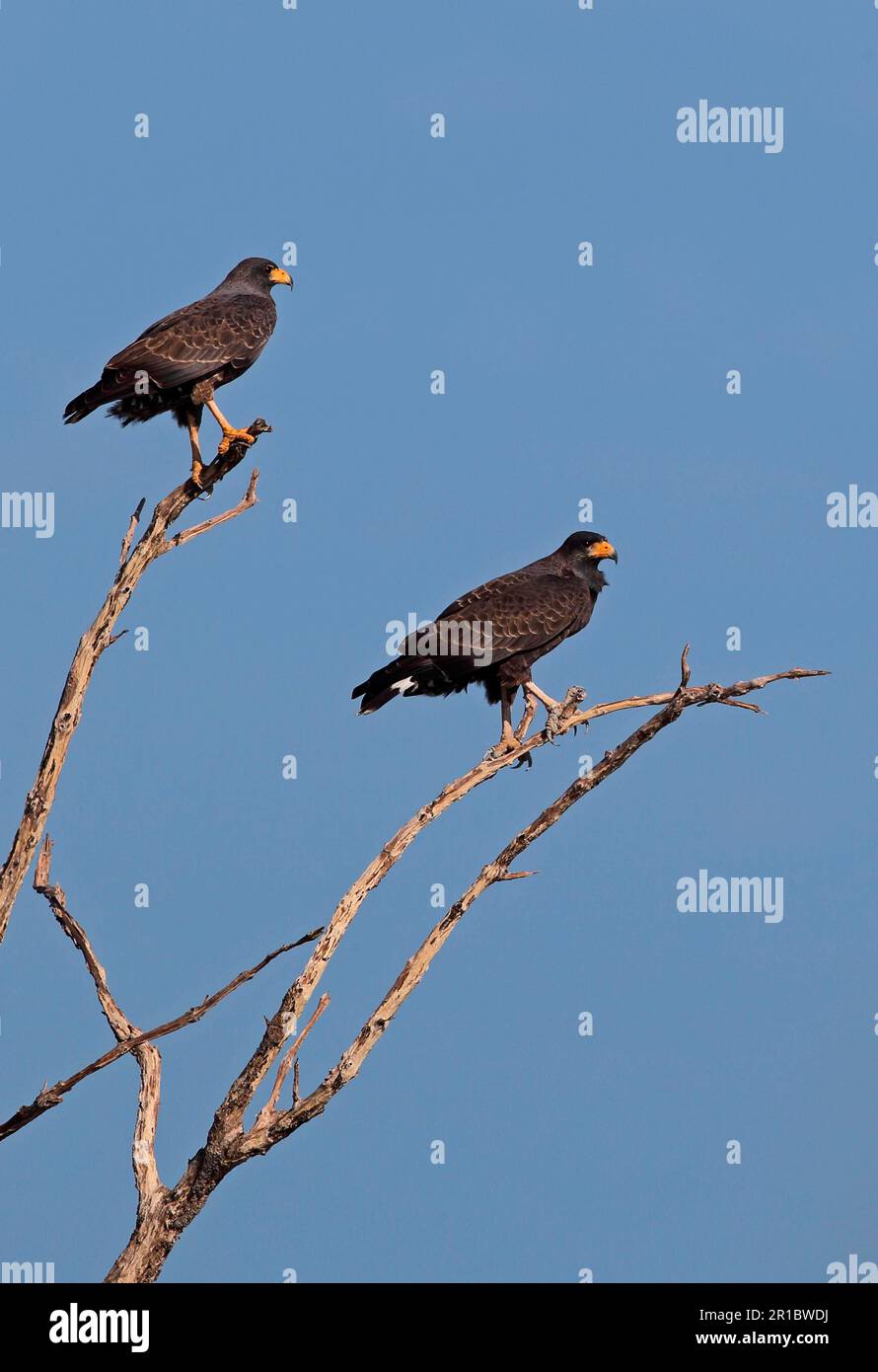 Female sitting on dead hi-res stock photography and images - Alamy