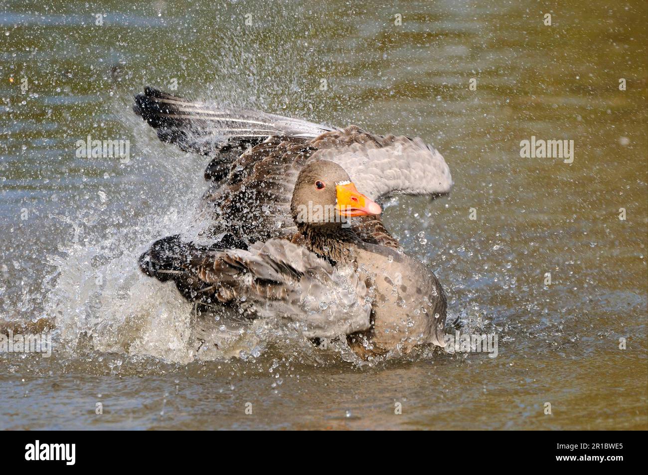Greylag Goose (Anser anser) adult, bathing, splashing water ...