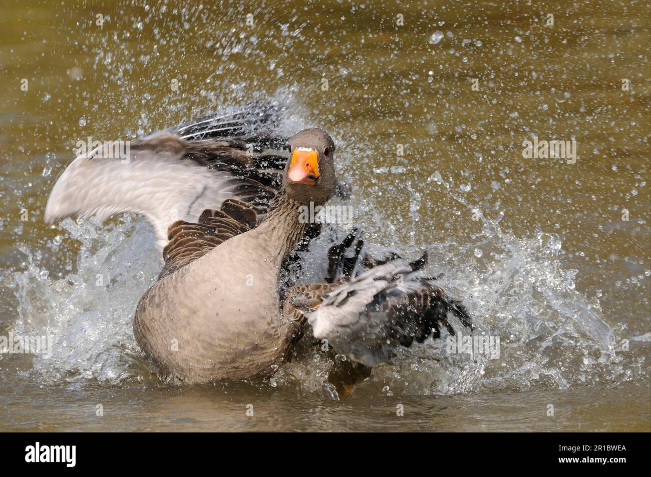 Greylag greylag goose (Anser anser) adult, bathing, splashing ...
