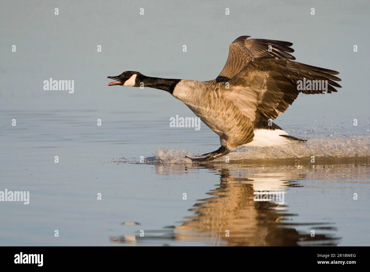Canada goose (Branta canadensis) introduced species, adult, calling ...