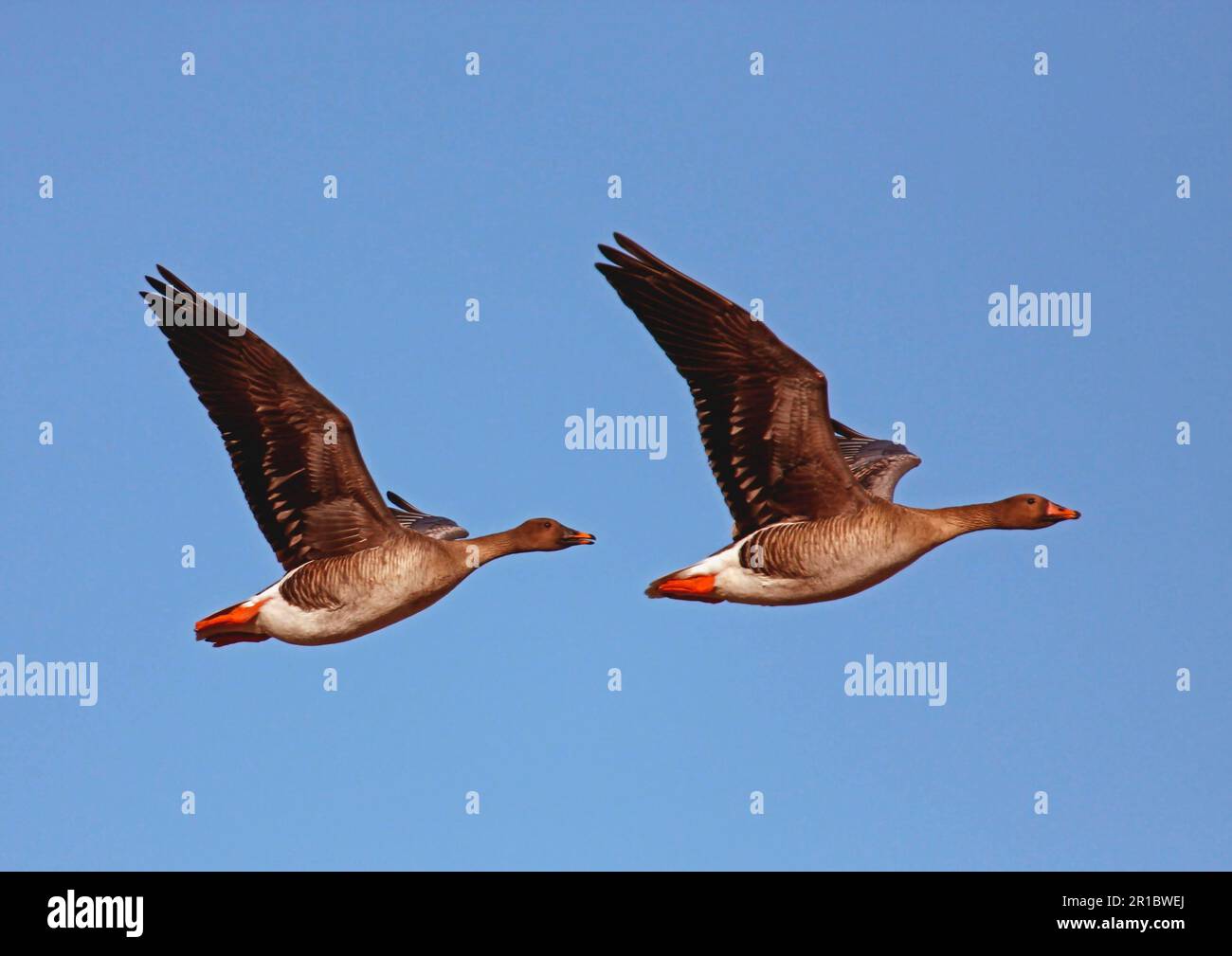 Taiga bean goose anser fabalis fabalis two adults hi-res stock ...