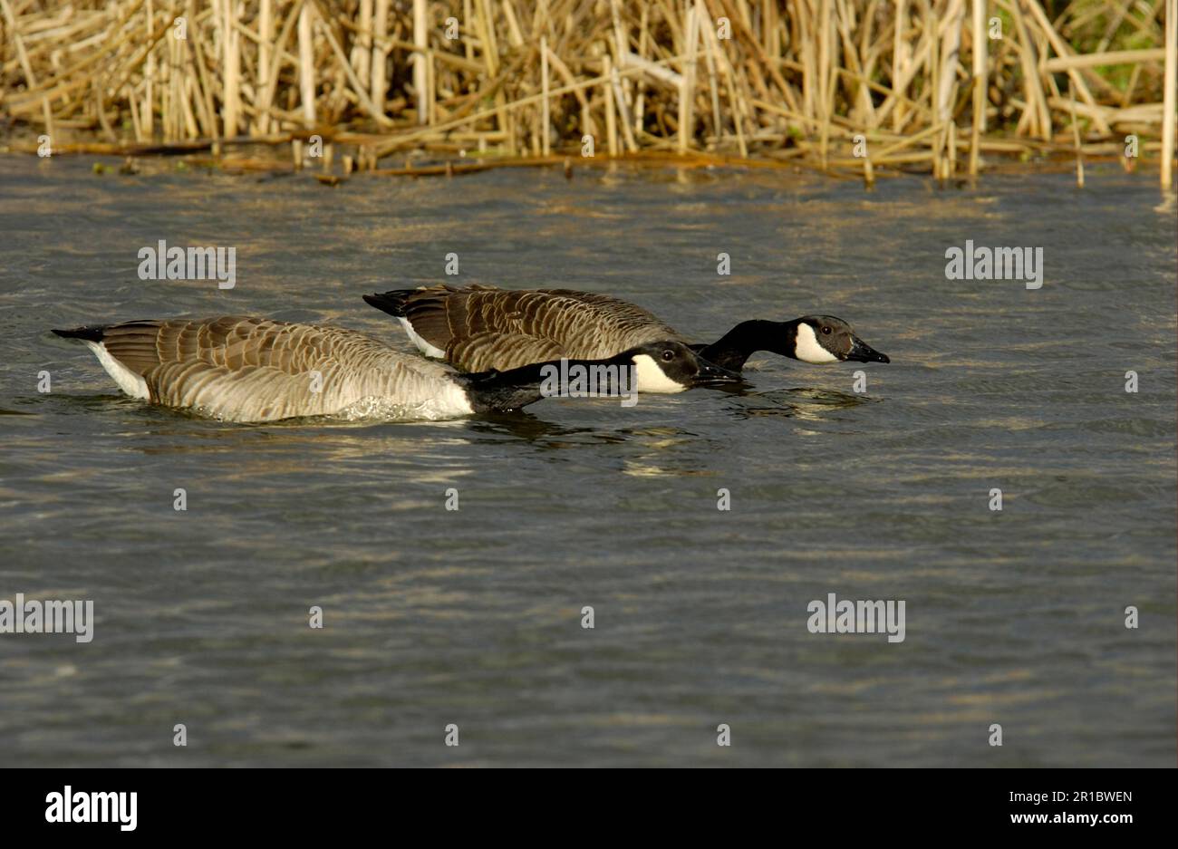 The great goose swim hi-res stock photography and images - Alamy