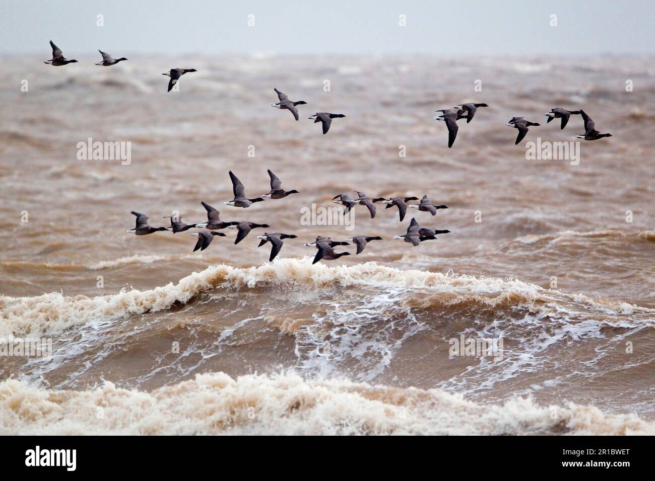 Brant goose (Branta bernicla) Flock, flying over rough sea, Suffolk ...