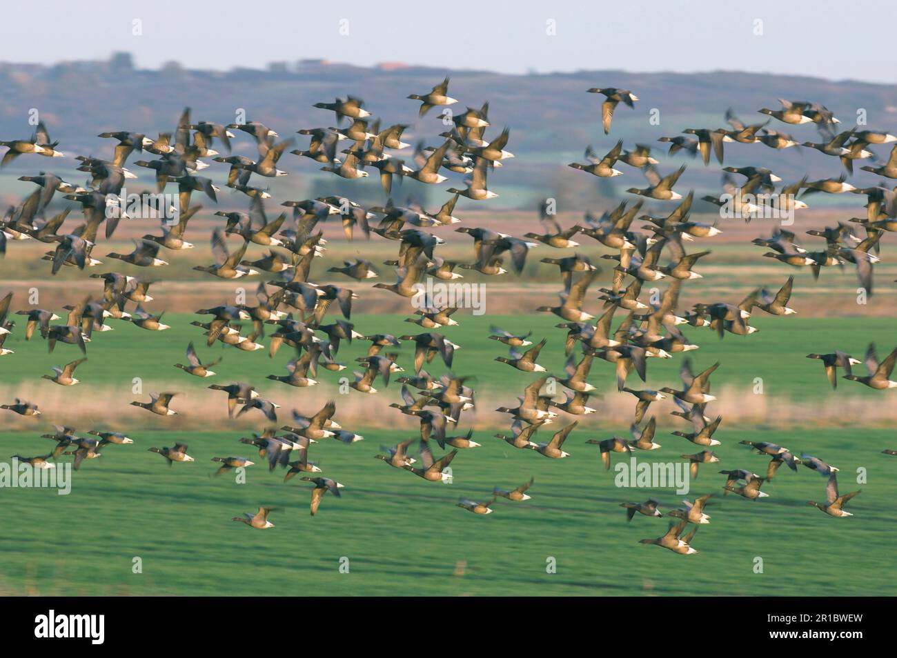 Brant goose (Branta bernicla) dark-bellied form, flock, in flight ...