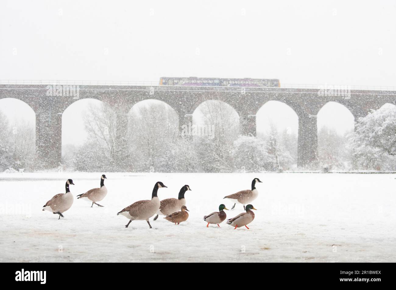 Flock of canada goose (Branta canadensis), with mallards, in snow, with ...