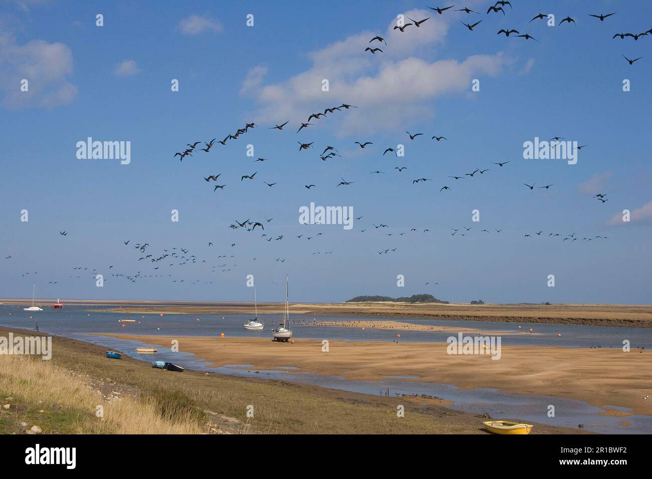 Brent Goose (Branta bernicla) flock, in flight over coast, Wells ...