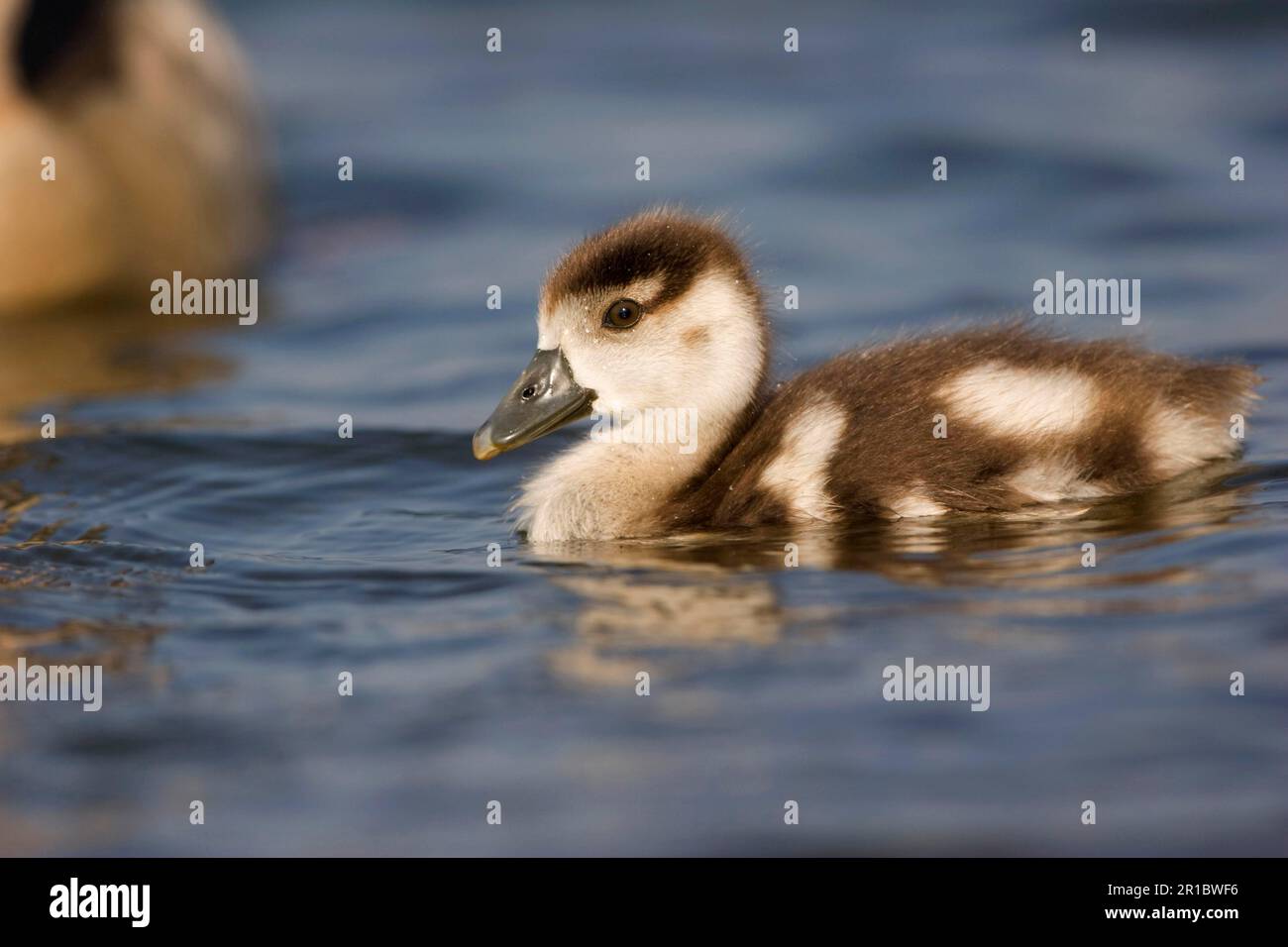Egyptian egyptian goose (Alopochen aegyptiacus) introduced species ...