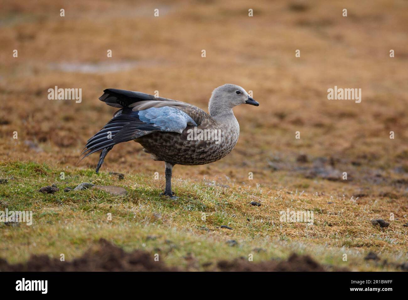 Adult blue-winged goose (Cyanochen cyanopterus), extensor leg and wing ...