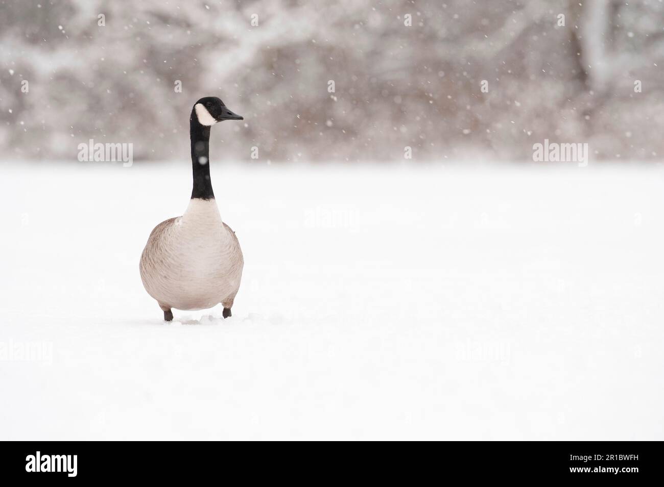 Canada goose (Branta canadensis) adult, standing in snow, Reddish Vale ...