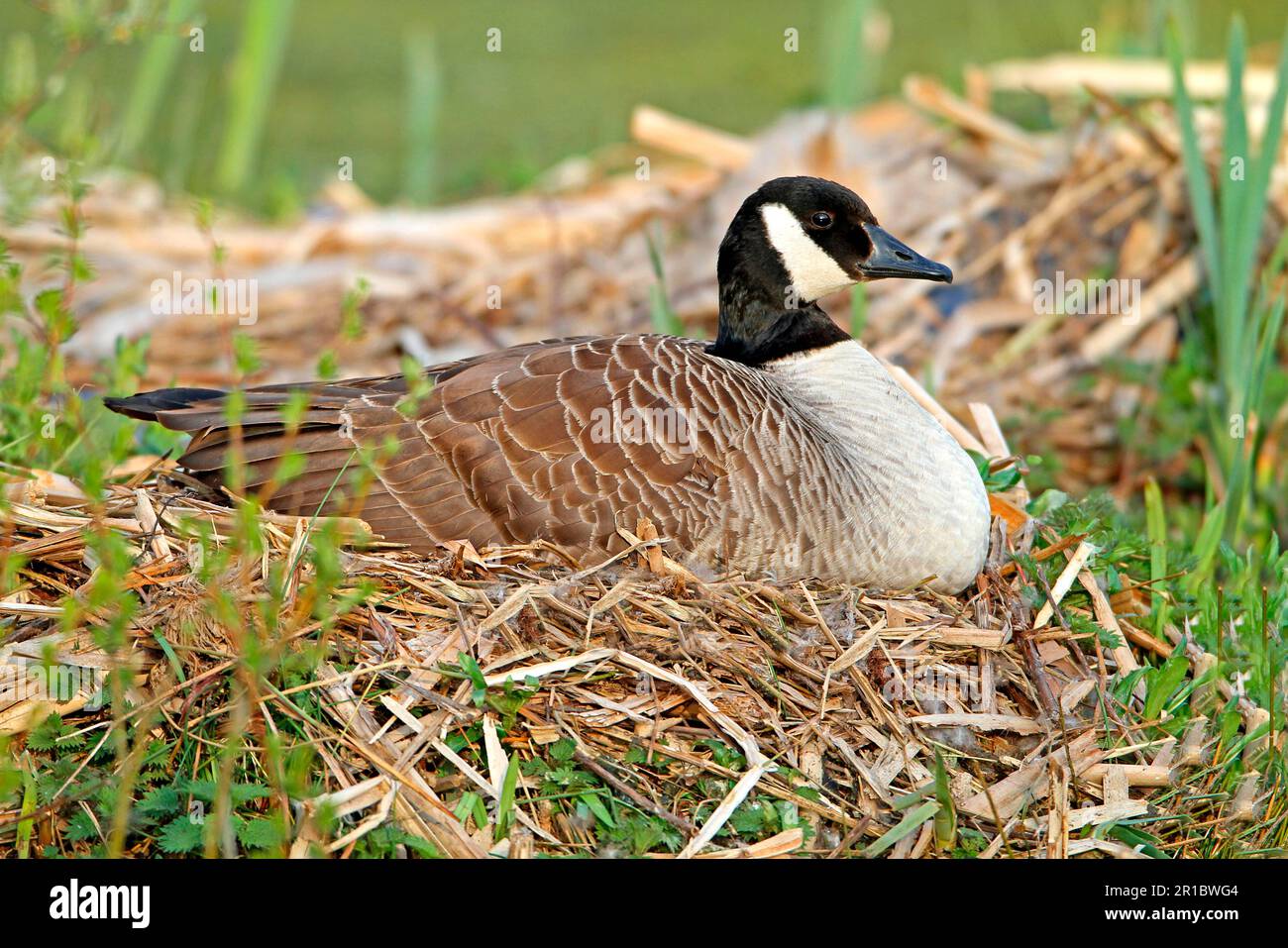 Canada Goose (Branta canadensis) introduced species, adult female ...