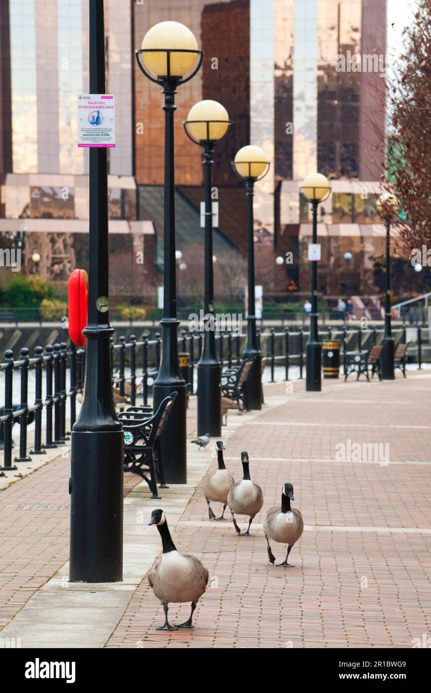 Canada goose (Branta canadensis) four adults, walking on city pavement ...