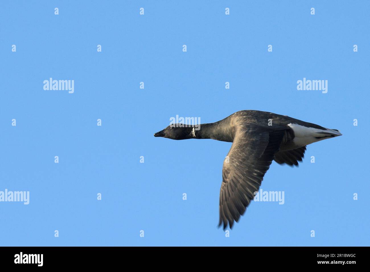 Brant goose (Branta bernicla), dark-bellied form, adult, in flight ...