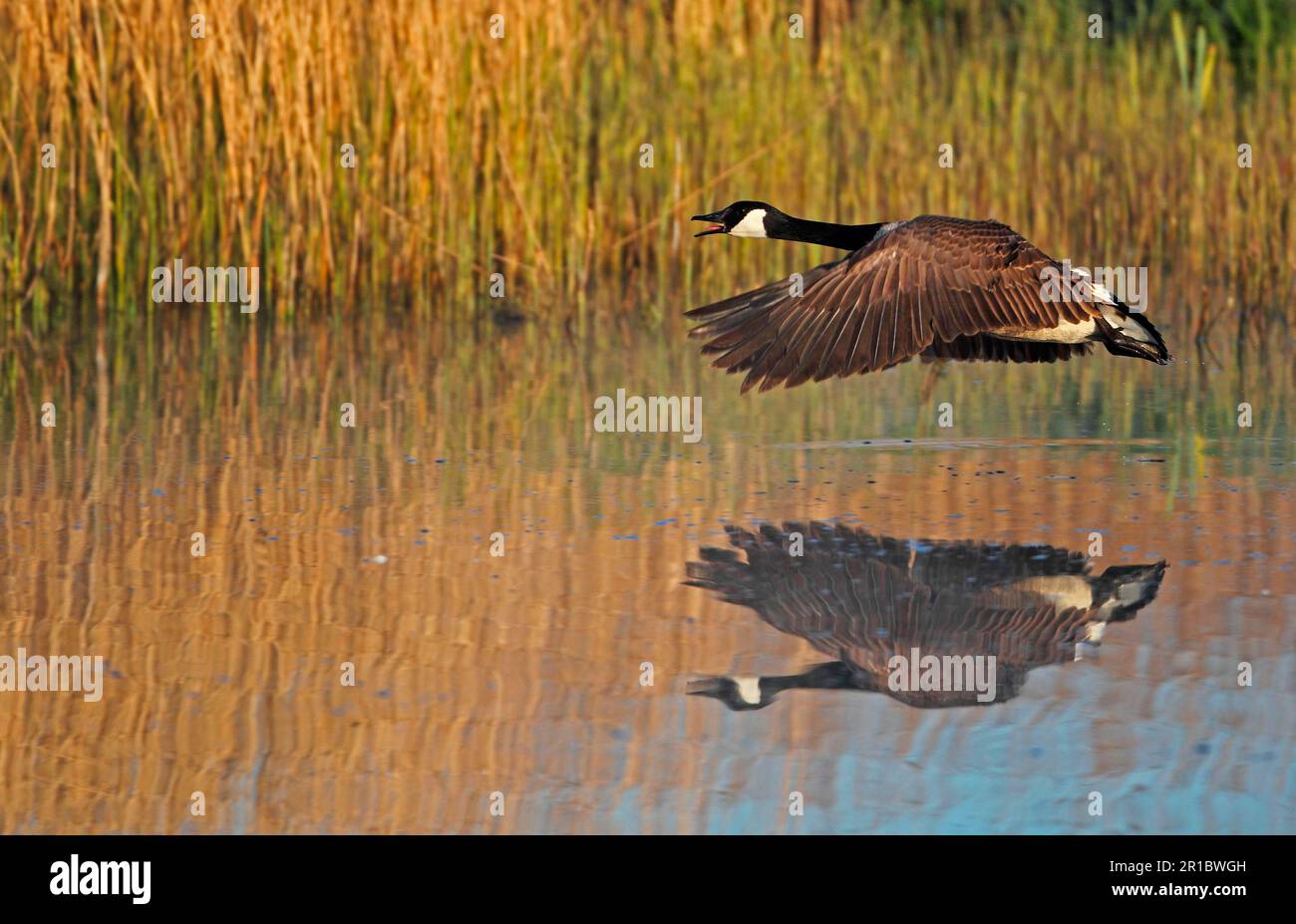 Mid yare national nature reserve hi-res stock photography and images ...