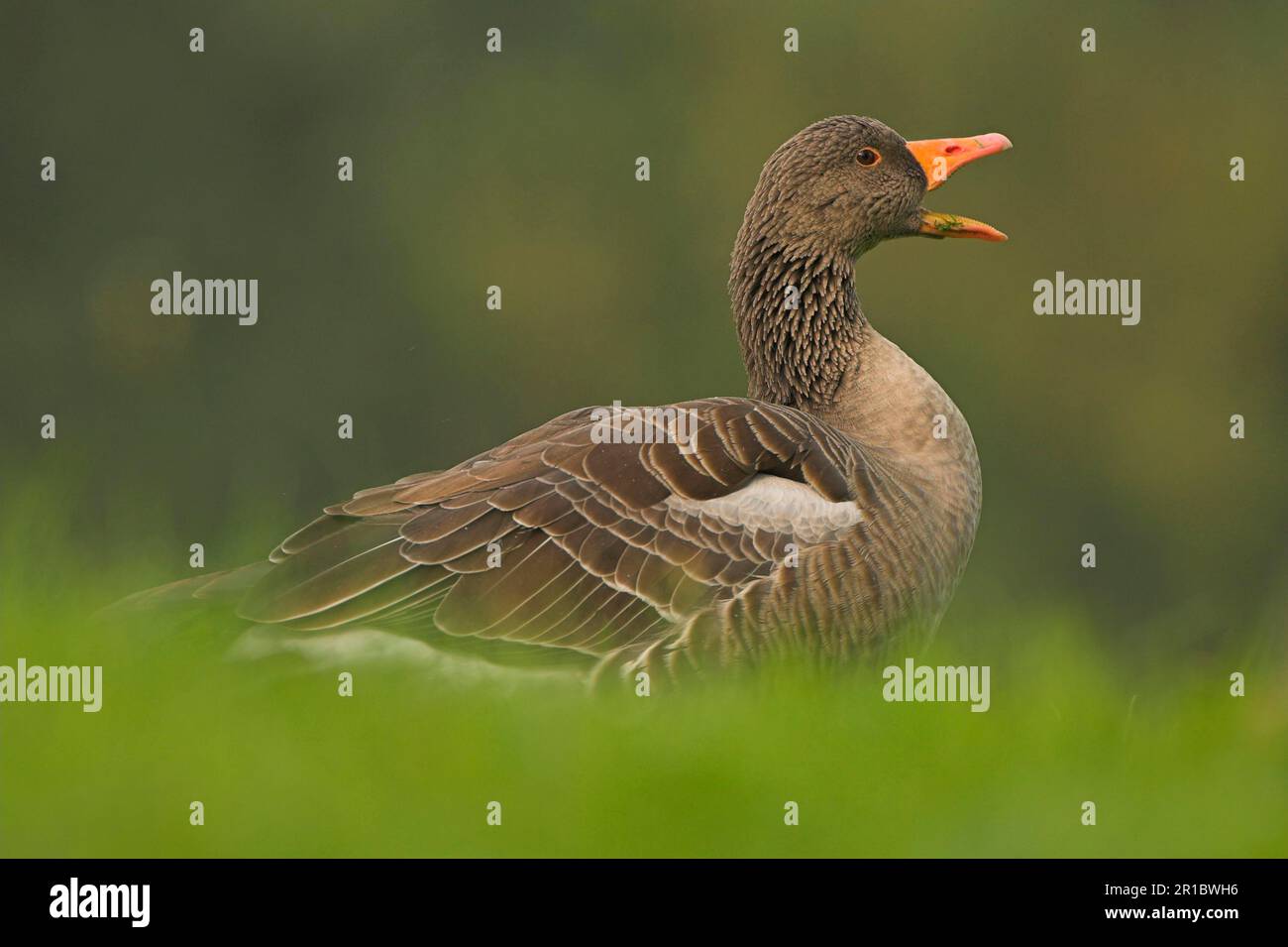 Greylag Goose (Anser anser) adult calling, Wildfowl and Wetland Trust ...