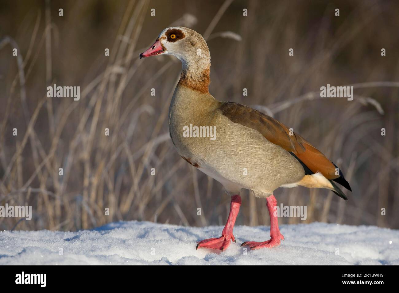 Egyptian egyptian goose (Alopochen aegyptiacus) introduced species ...