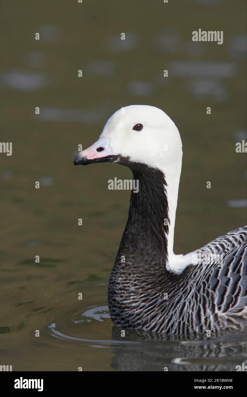 Emperor geese (Anser canagica) adult, close-up of head and neck ...