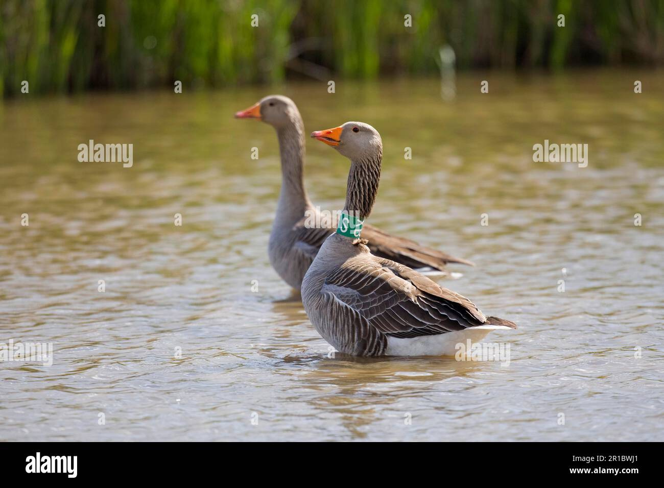 Greylag Goose (Anser anser) two adults, one with identification neck ...