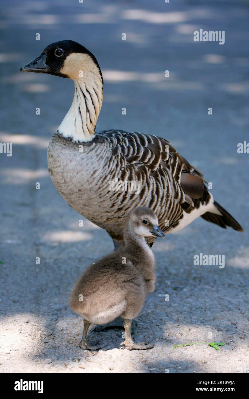 Baby Nene Geese