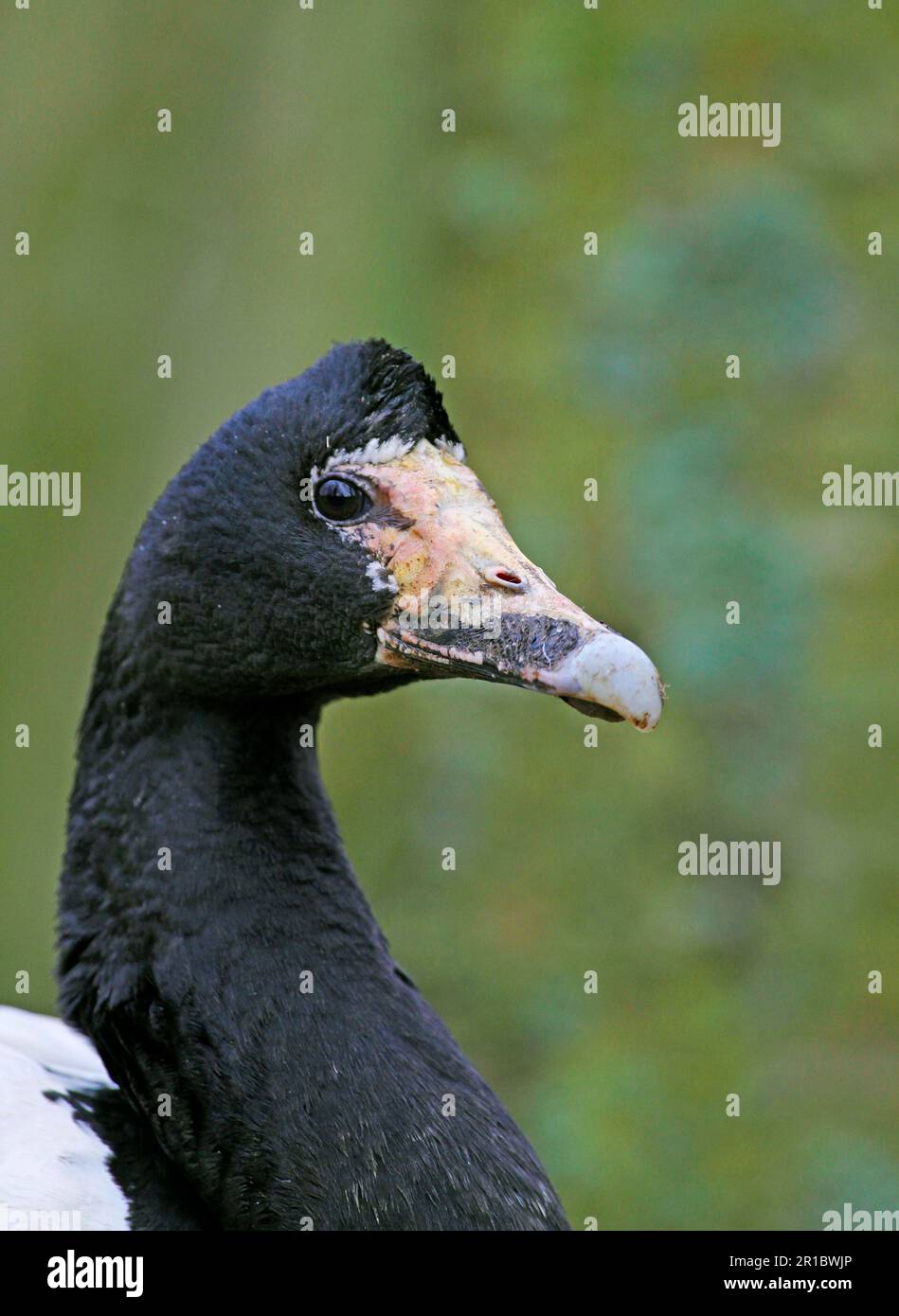 Magpie goose (Anseranas semipalmata) adult, close-up of head and neck ...