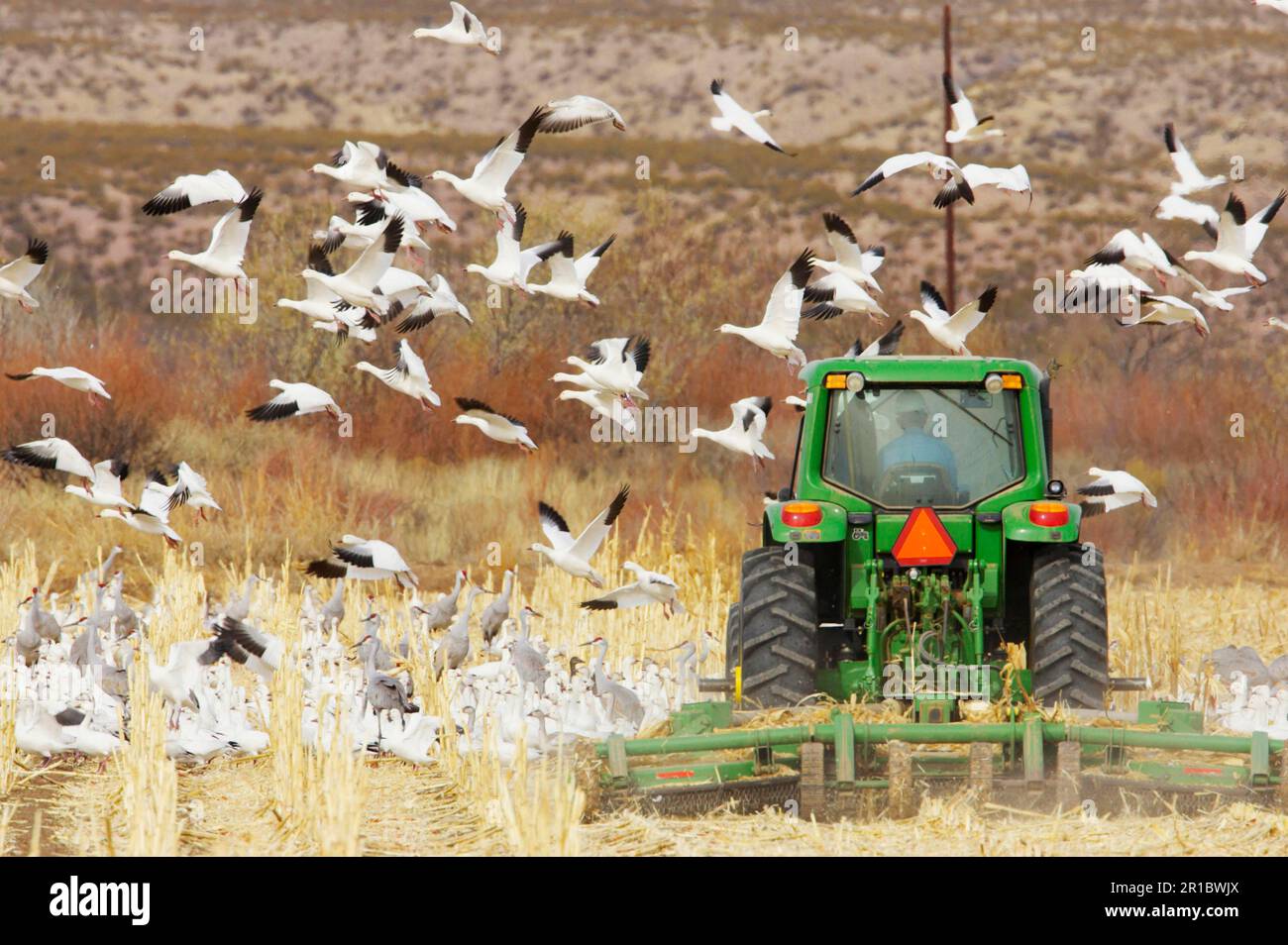 Flock of snow goose (Chen caerulescens) in flight, taking off from corn ...