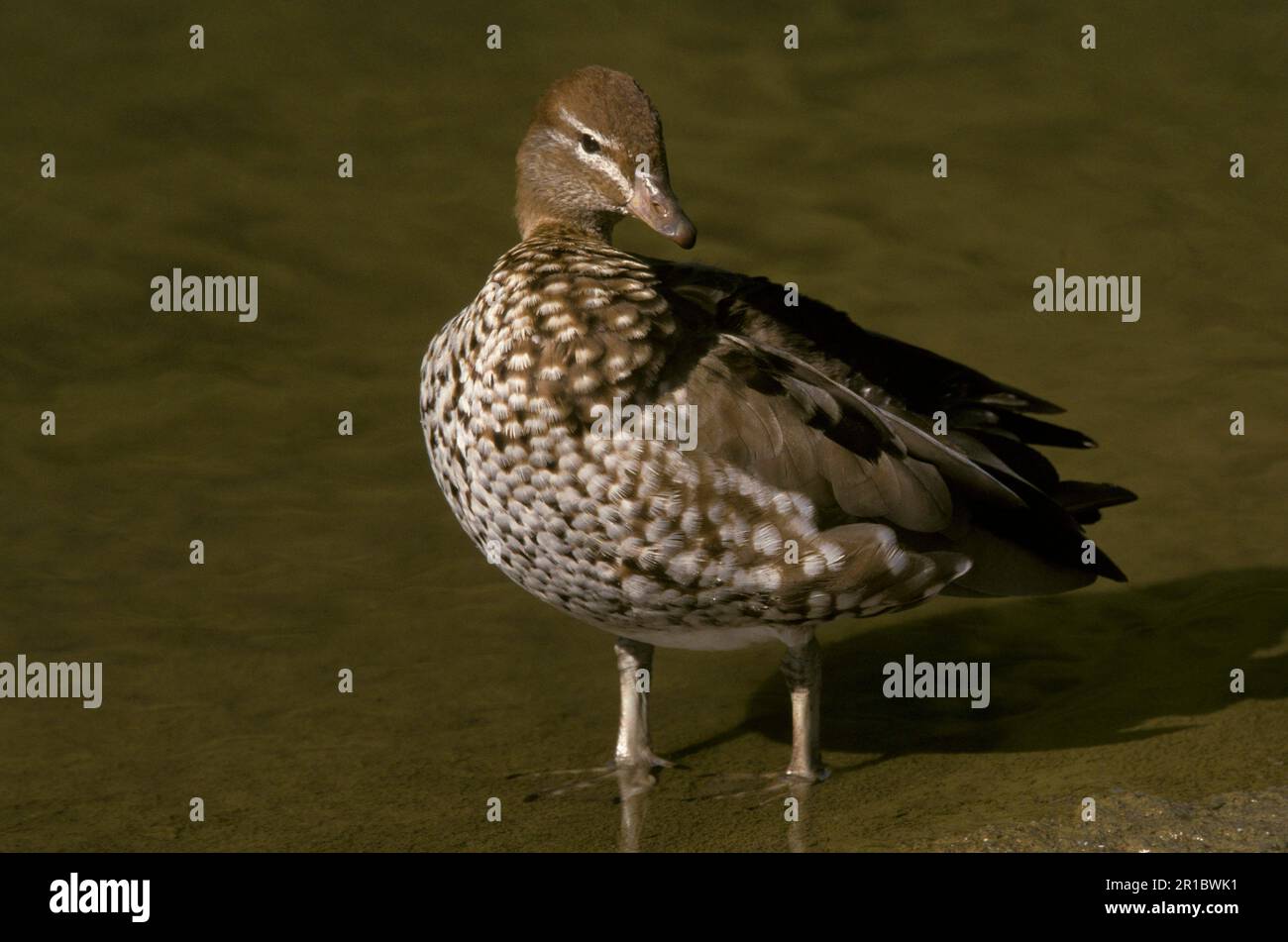 Australian wood duck (Chenonetta jubata) Female standing on shore ...