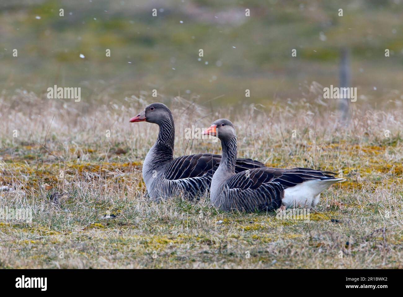 Greylag Goose (Anser anser) adult pair, resting on ground in lightly ...