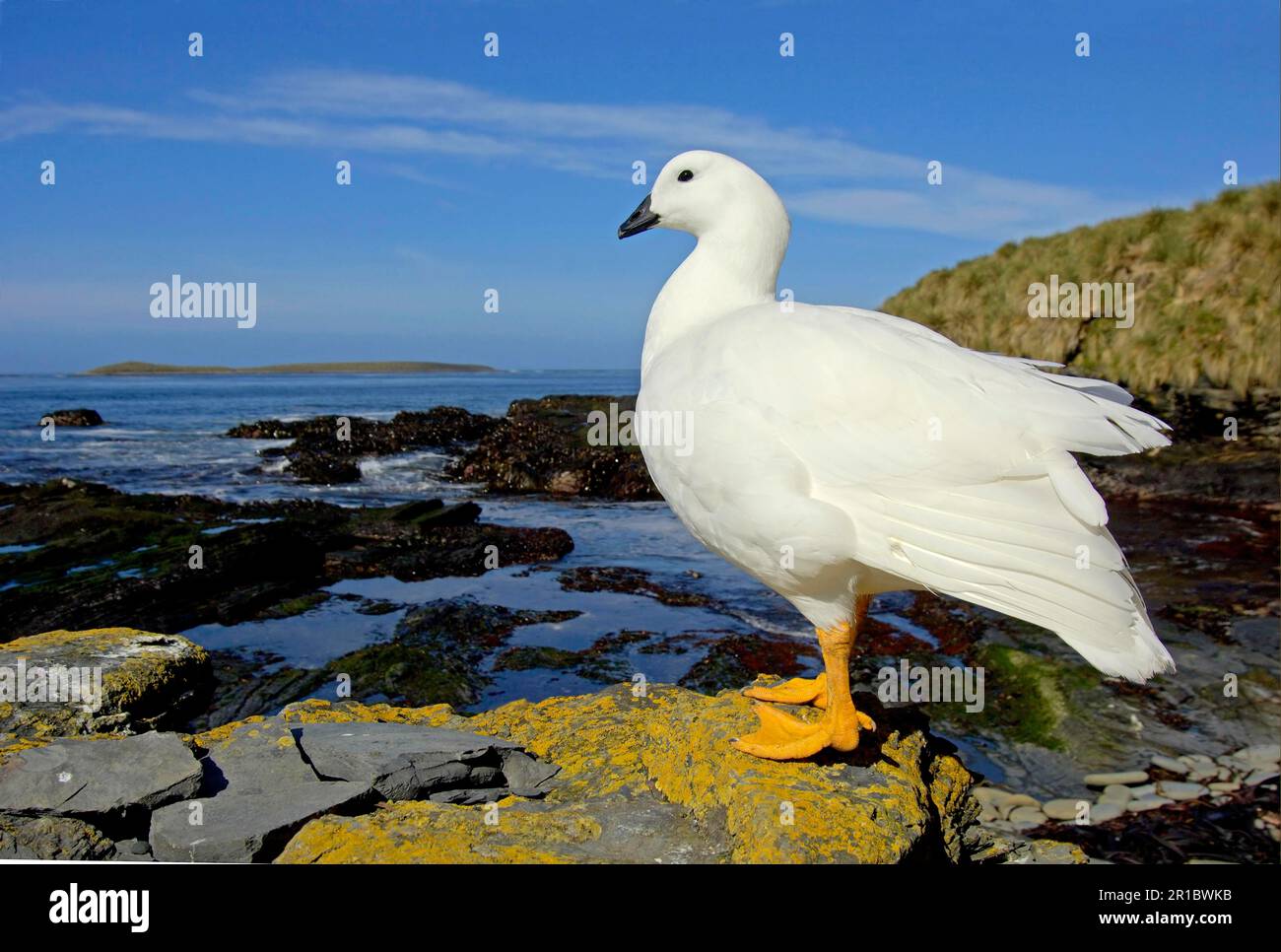 Kelp Goose (Chloephaga hybrida), adult male, standing on rock in ...