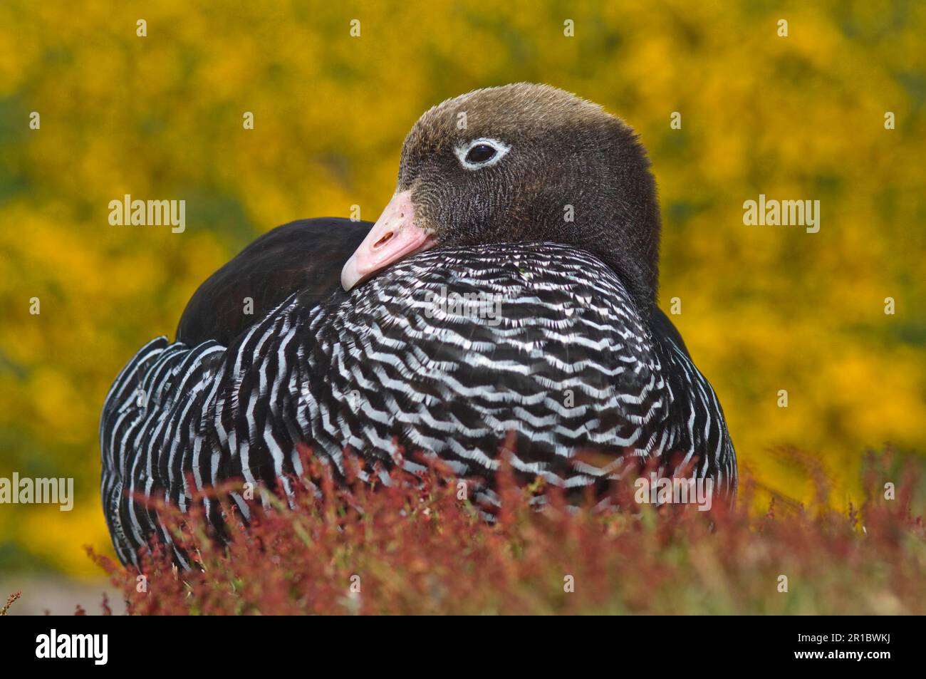 Kelp Goose (Chloephaga hybrida), adult female, resting in Sheep's sour ...